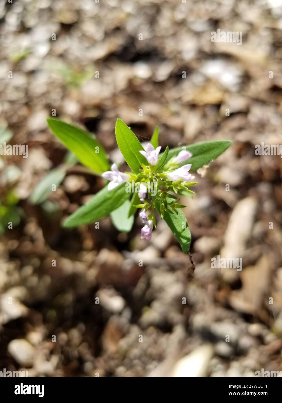 summer bluet (Houstonia purpurea Stock Photo - Alamy
