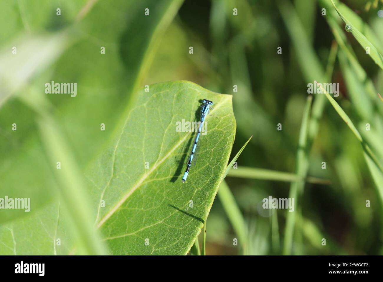 Narrow-winged Damselflies (Coenagrionidae Stock Photo - Alamy