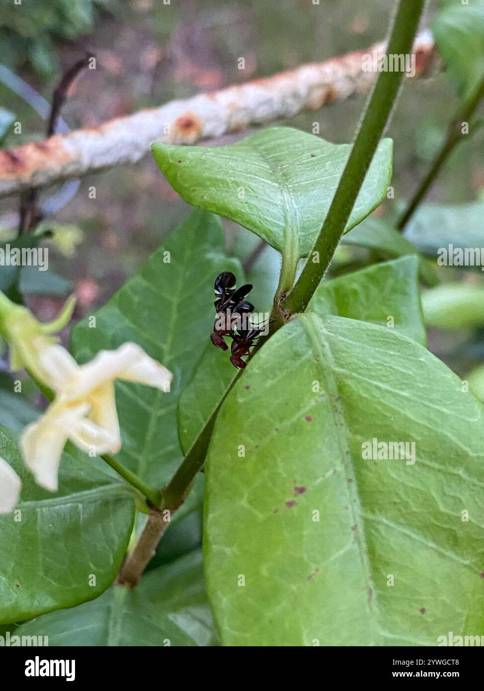 Common Picture-winged Fly (Delphinia picta Stock Photo - Alamy