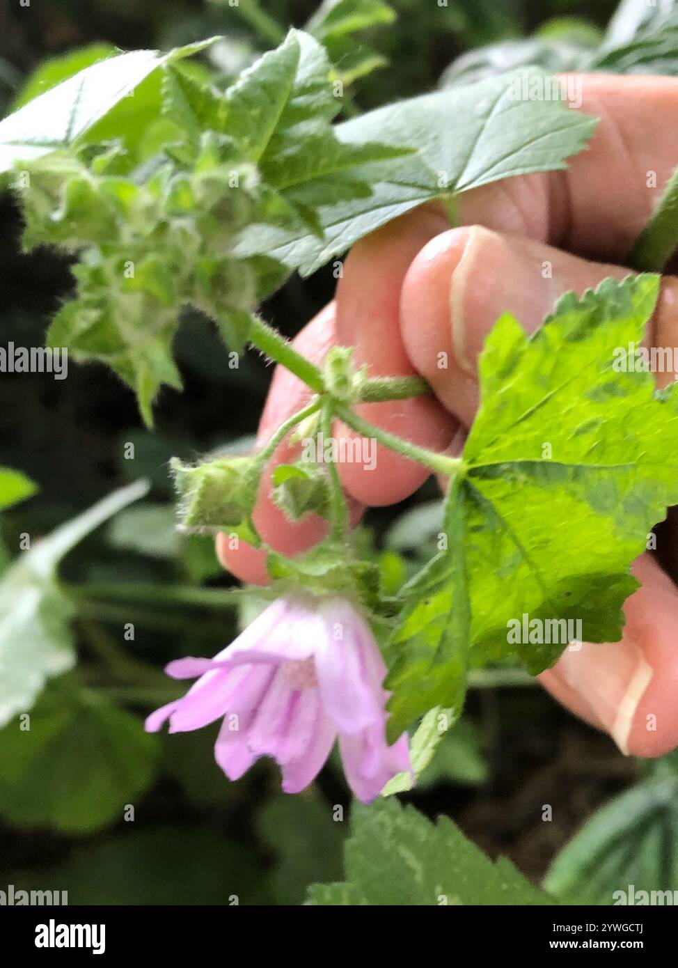 Common Mallow (Malva sylvestris Stock Photo - Alamy