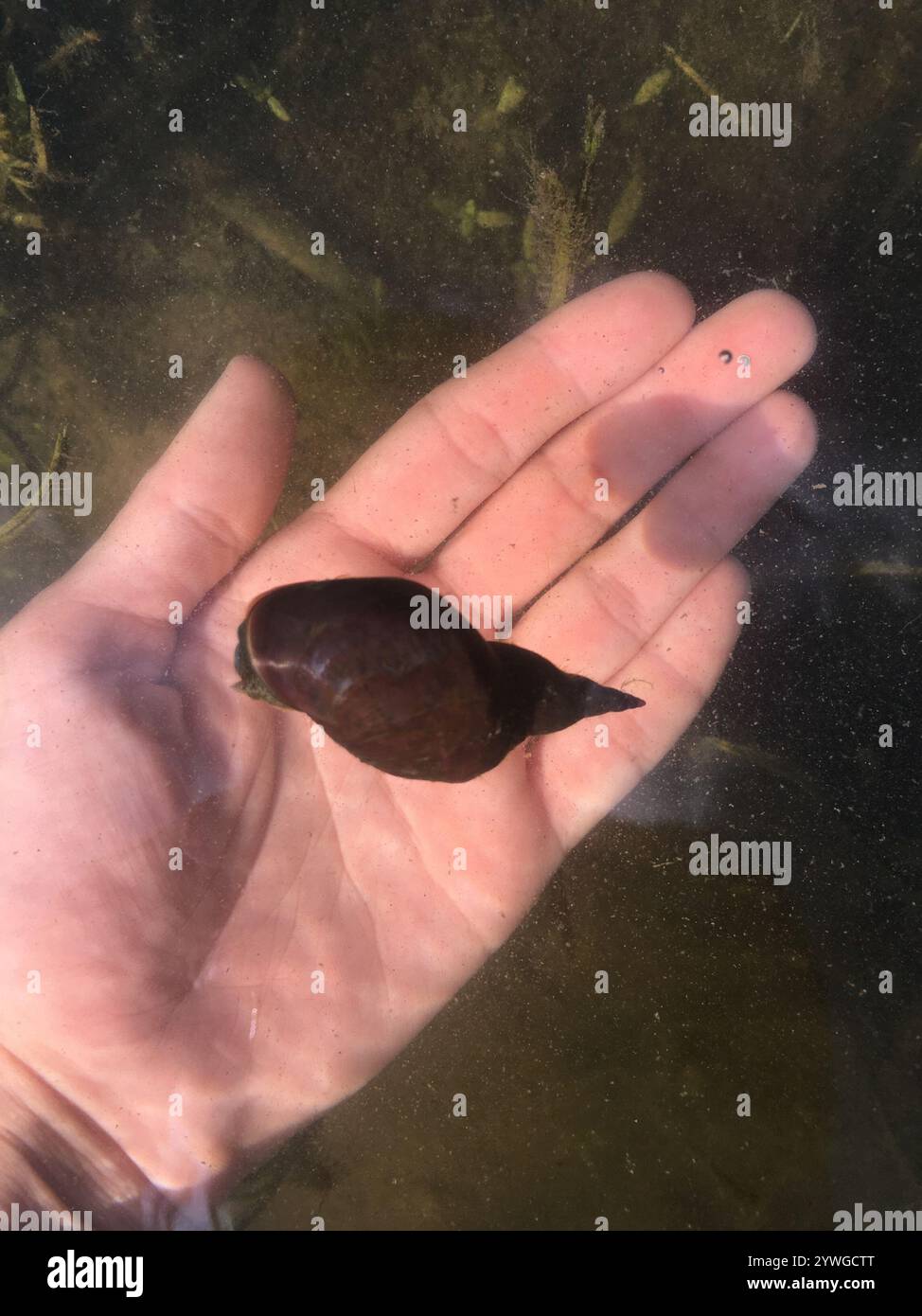 Great Pond Snail (Lymnaea stagnalis Stock Photo - Alamy
