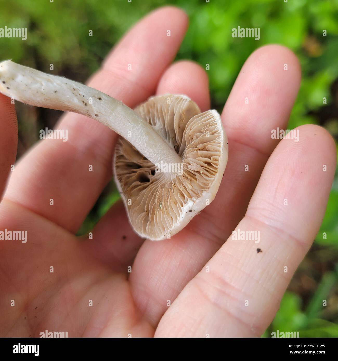 Fiber Caps (Inocybe Stock Photo - Alamy