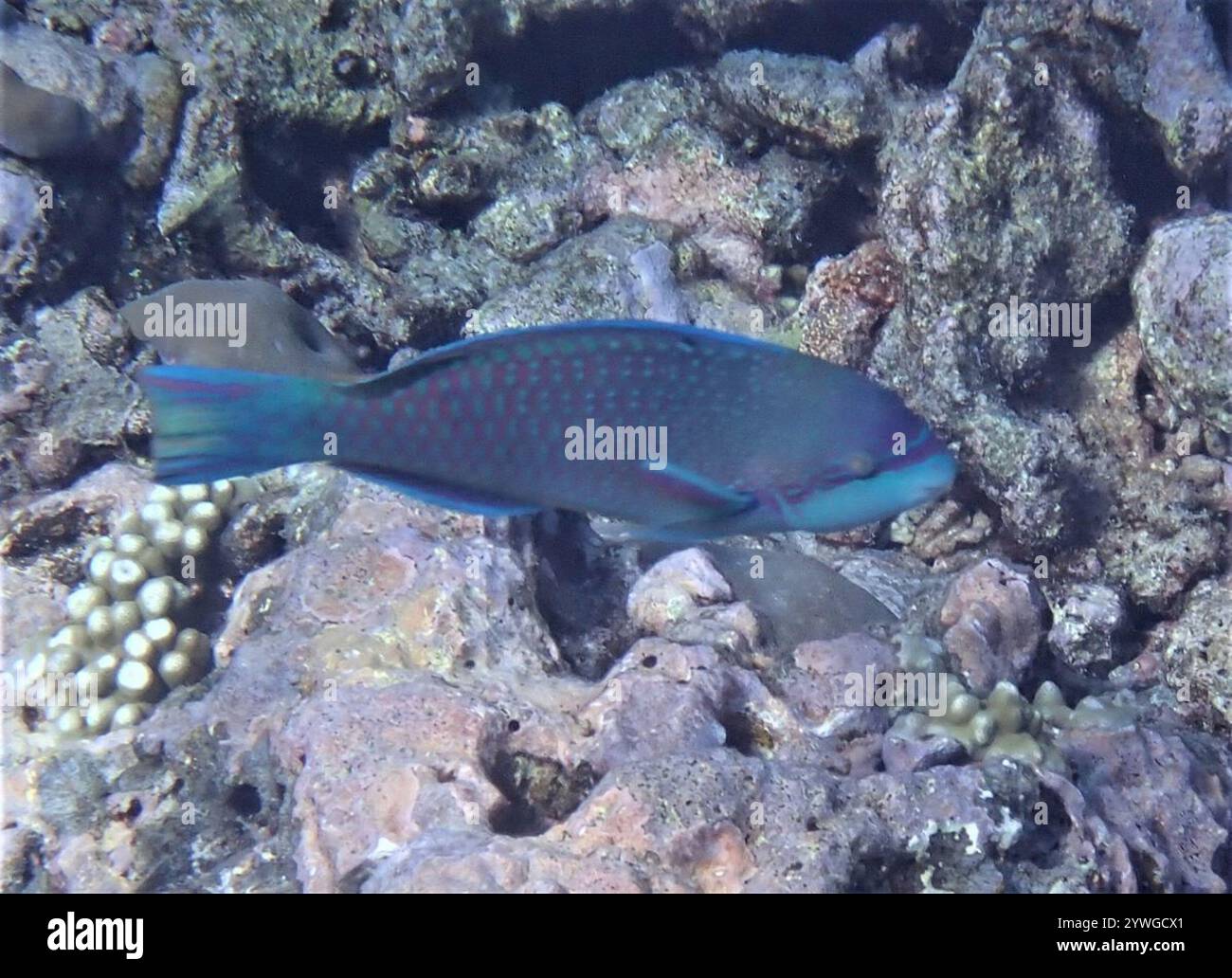 Violetline hi-res stock photography and images - Alamy