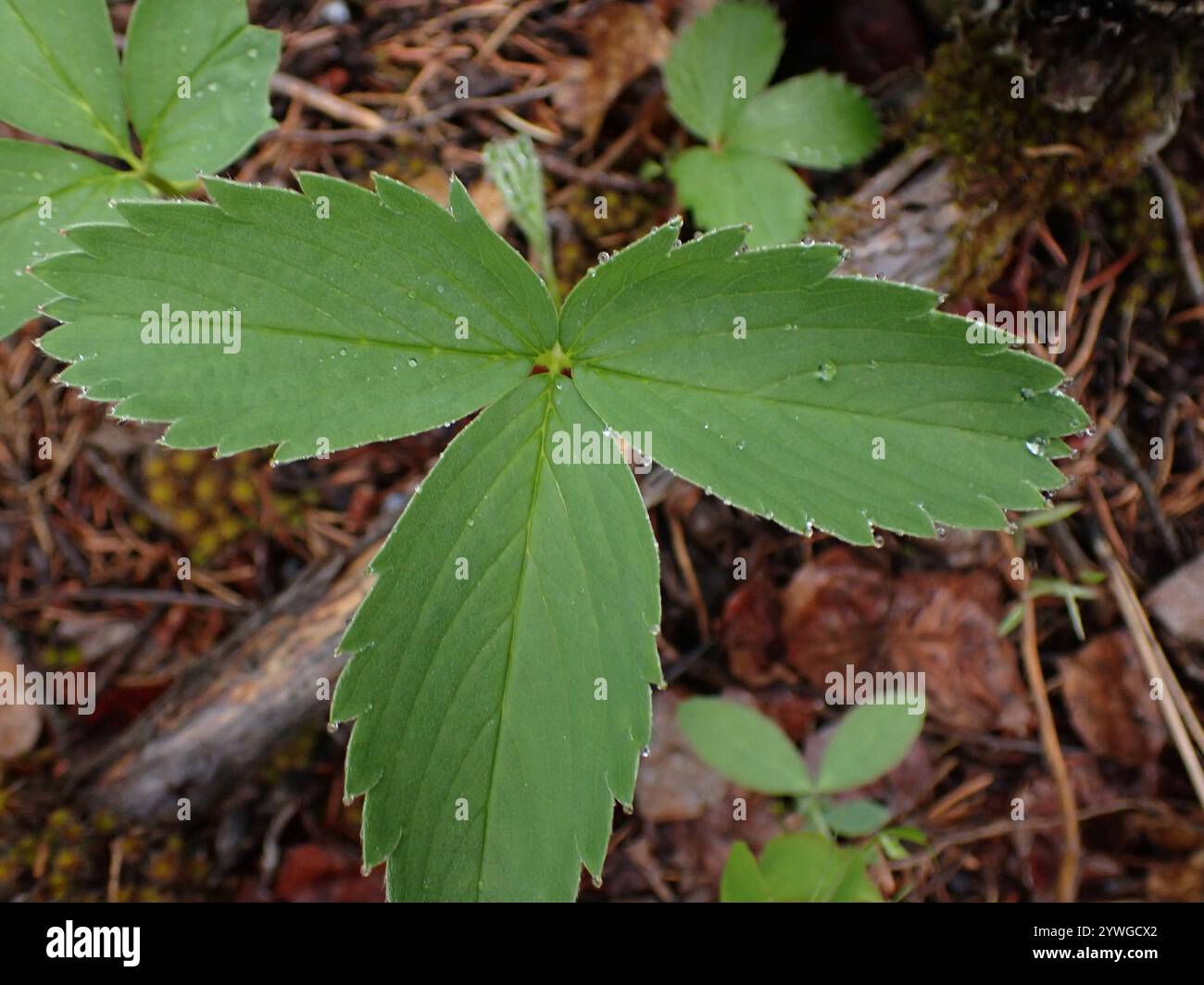 Virginia strawberry (Fragaria virginiana Stock Photo - Alamy