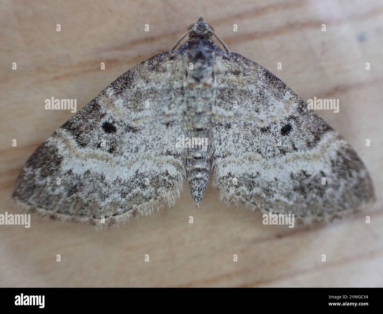 Small seraphim hi-res stock photography and images - Alamy
