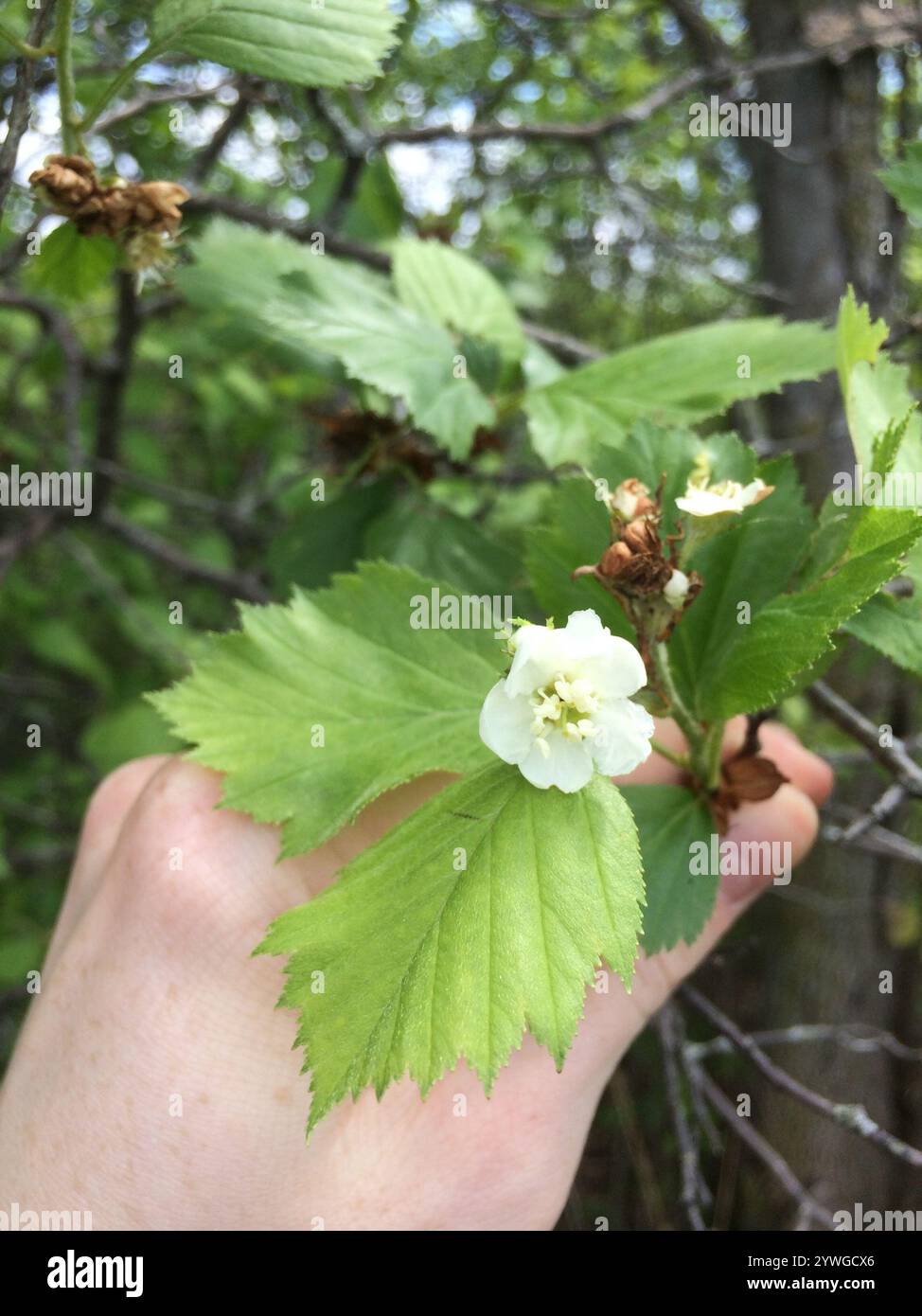 Glabrous-fruit Fireberry Hawthorn (Crataegus chrysocarpa phoeniceoides ...