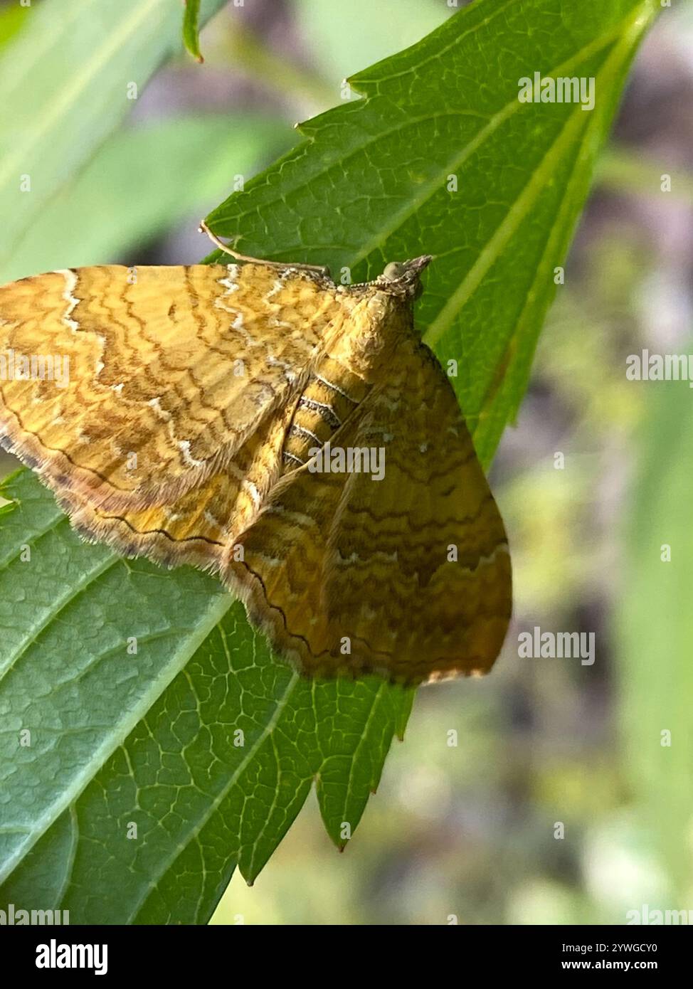 Yellow Shell Moth (Camptogramma bilineata Stock Photo - Alamy