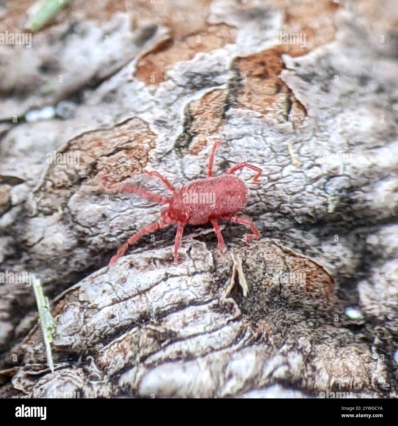 True Velvet Mites (Trombidiidae Stock Photo - Alamy