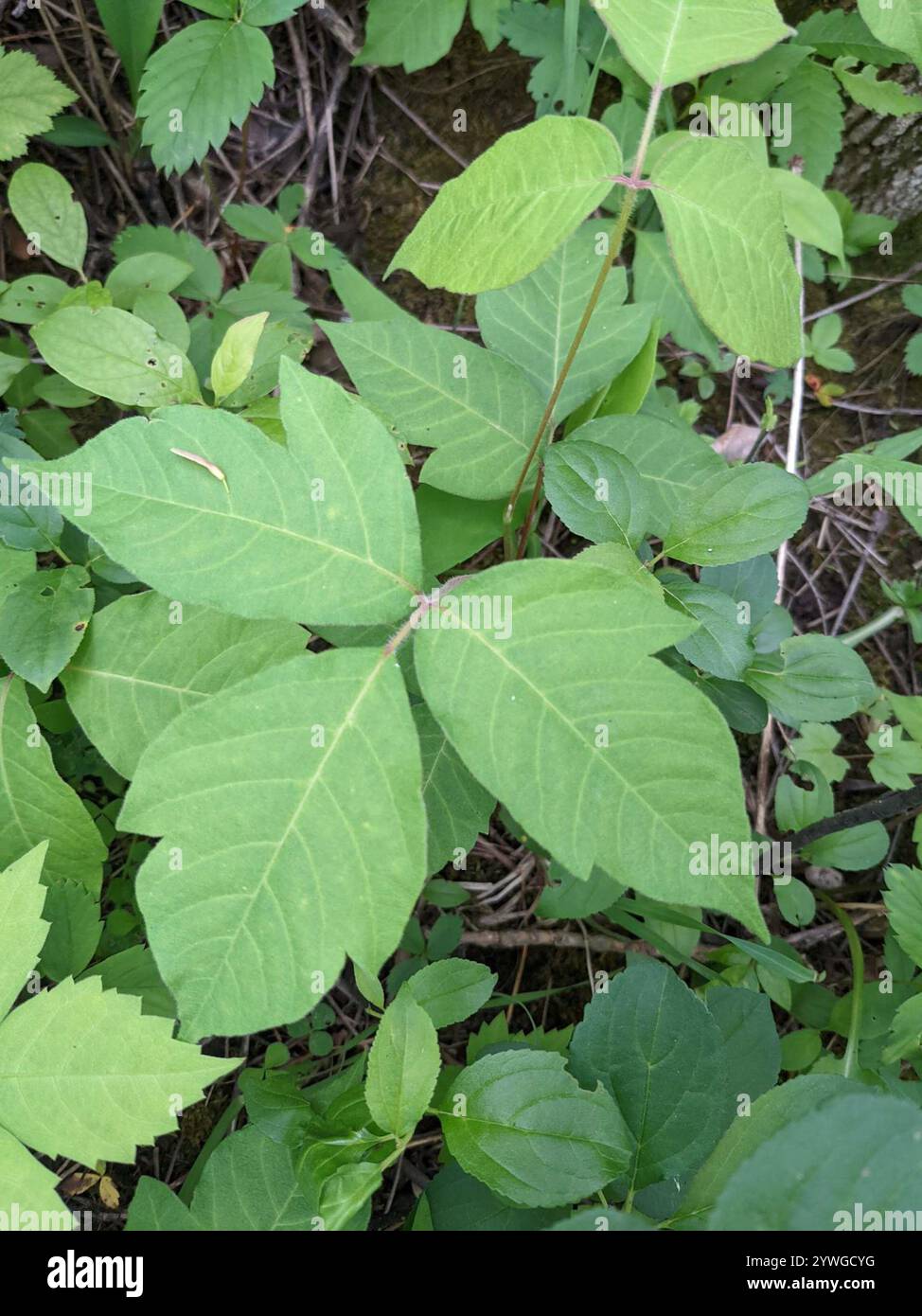 eastern poison ivy (Toxicodendron radicans Stock Photo - Alamy