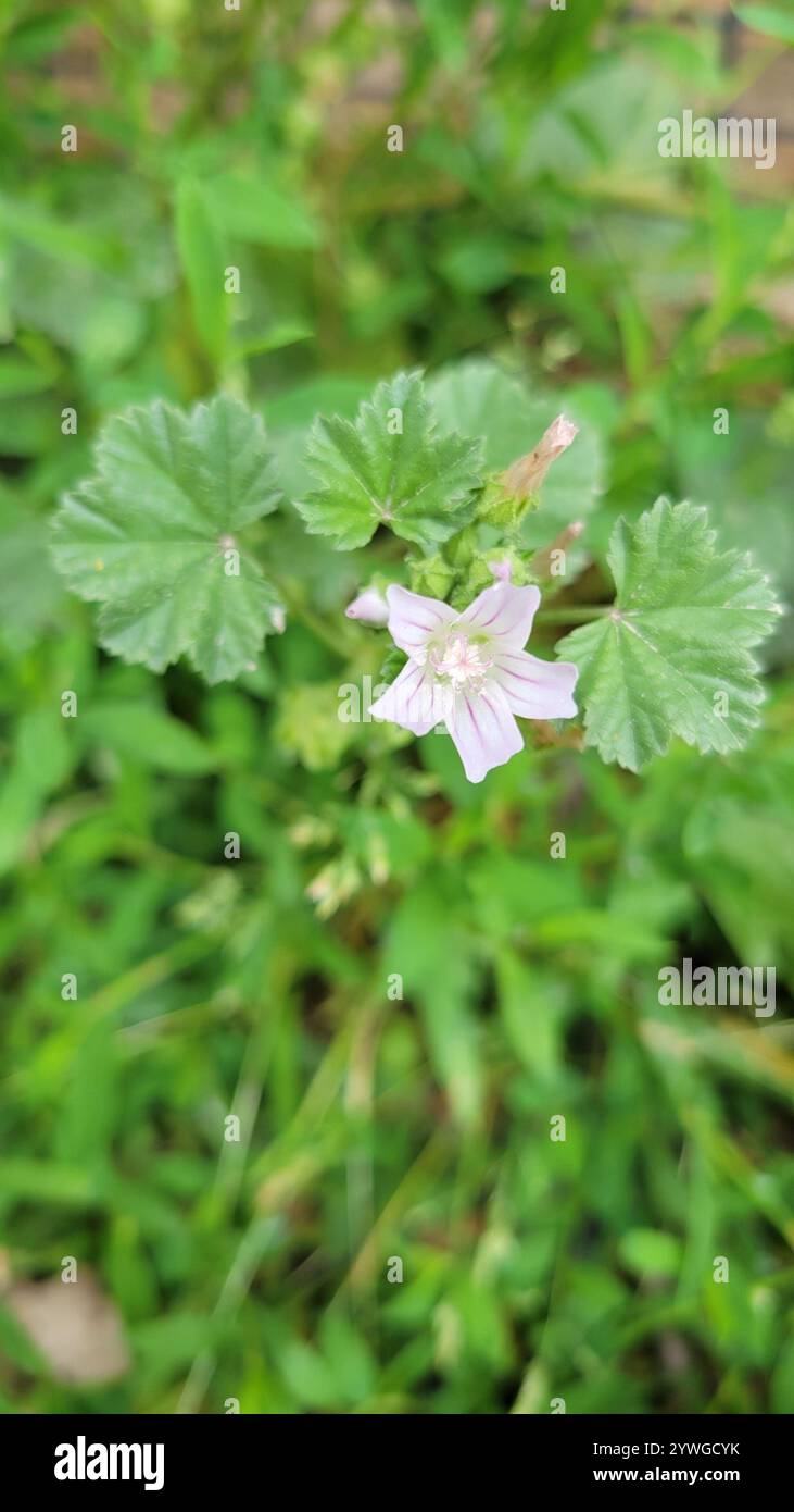 dwarf mallow (Malva neglecta Stock Photo - Alamy