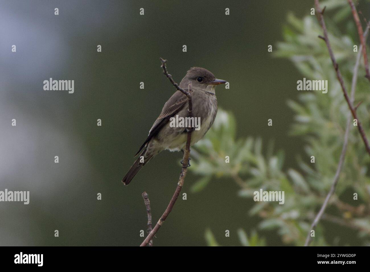 Olive-sided Flycatcher (Contopus cooperi Stock Photo - Alamy