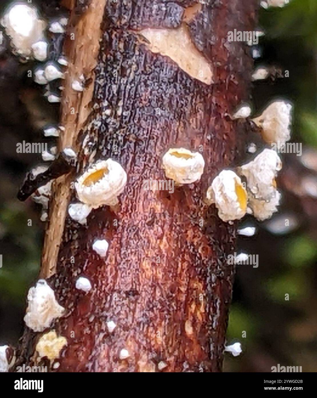 Lachnellula hi-res stock photography and images - Alamy