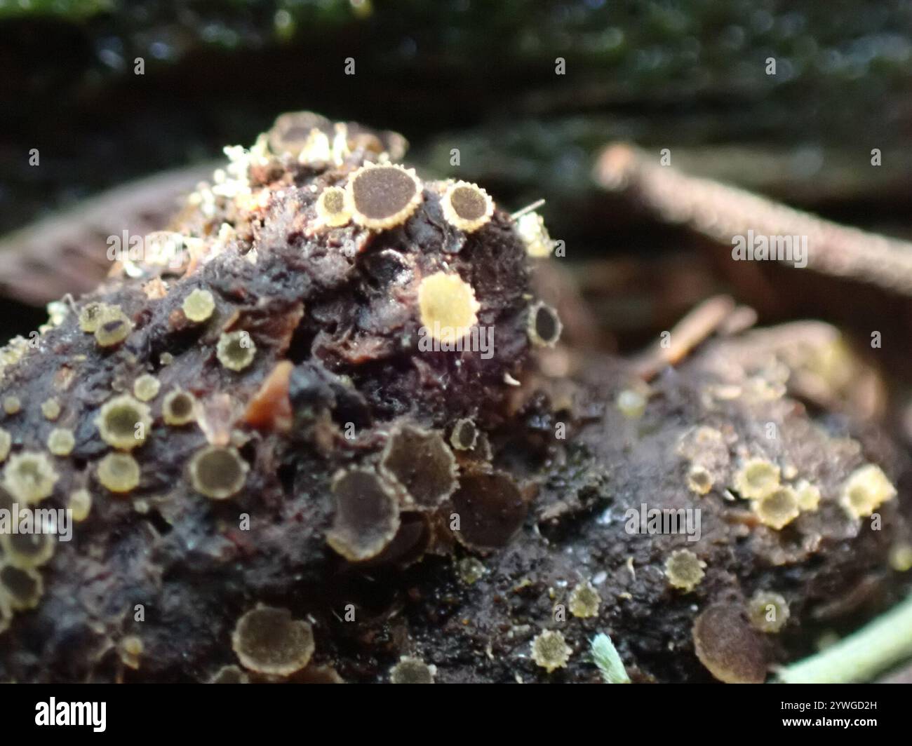 Ascobolus hi-res stock photography and images - Alamy
