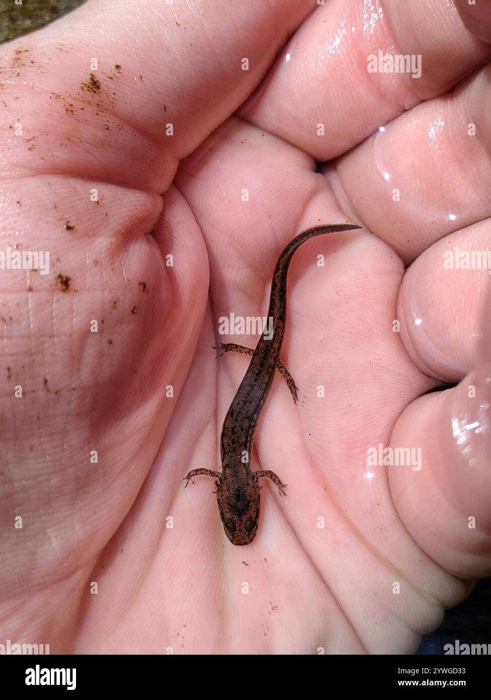 Northern Two-lined Salamander (Eurycea bislineata Stock Photo - Alamy