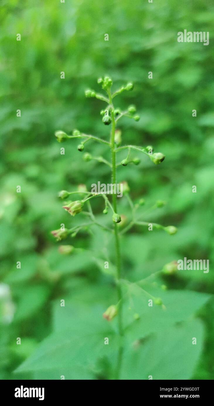 Common Figwort (Scrophularia nodosa Stock Photo - Alamy