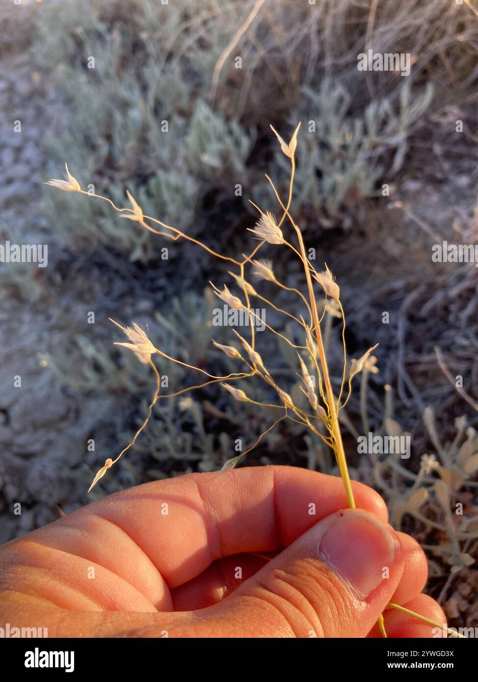 Sand Ricegrass (Eriocoma hymenoides Stock Photo - Alamy