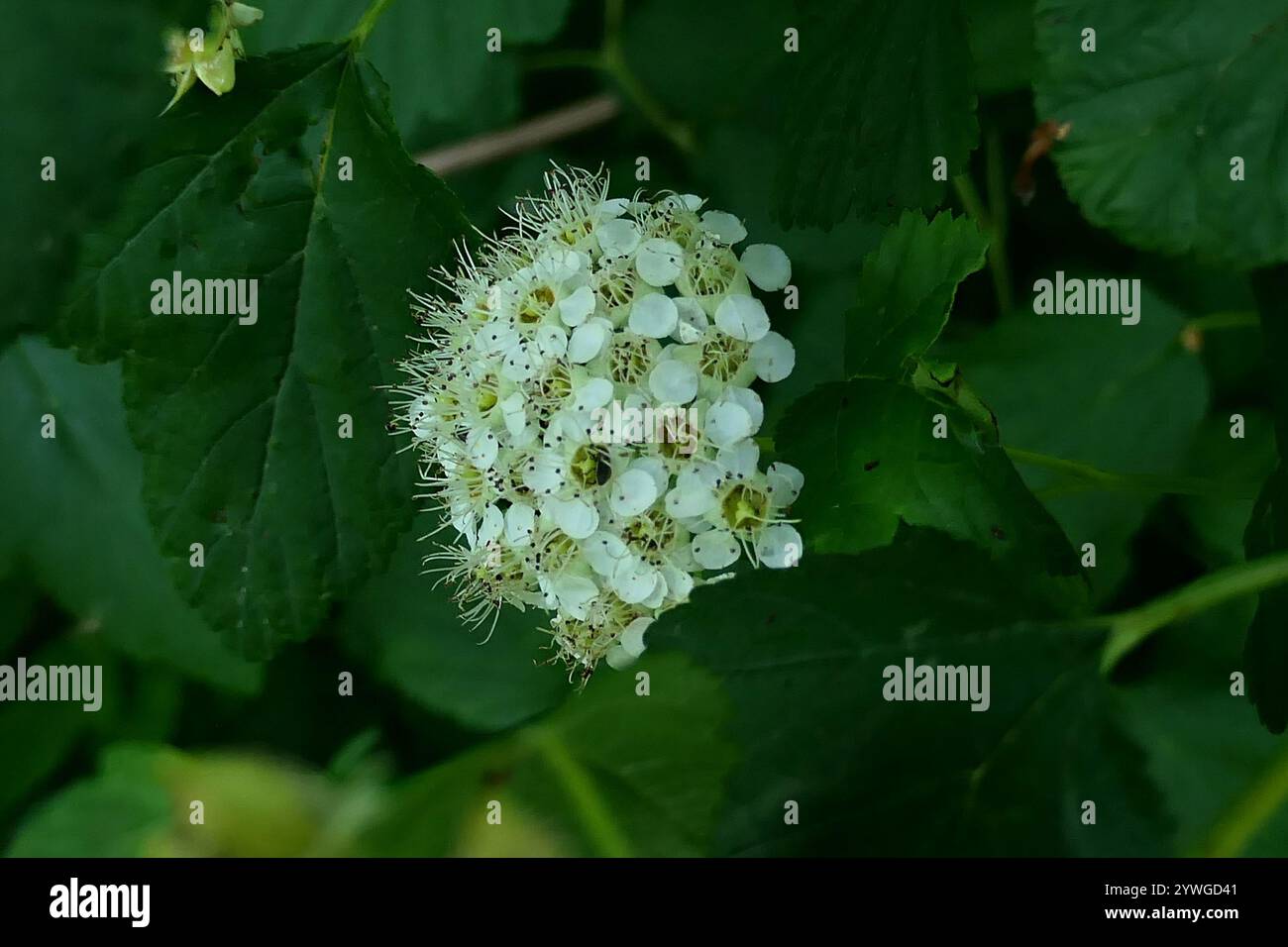common ninebark (Physocarpus opulifolius Stock Photo - Alamy