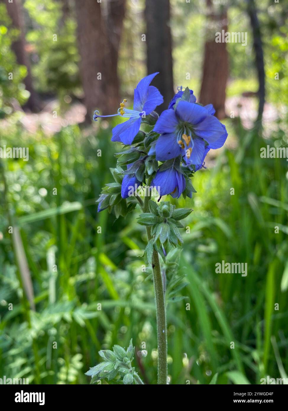 western Jacob's ladder (Polemonium occidentale Stock Photo - Alamy
