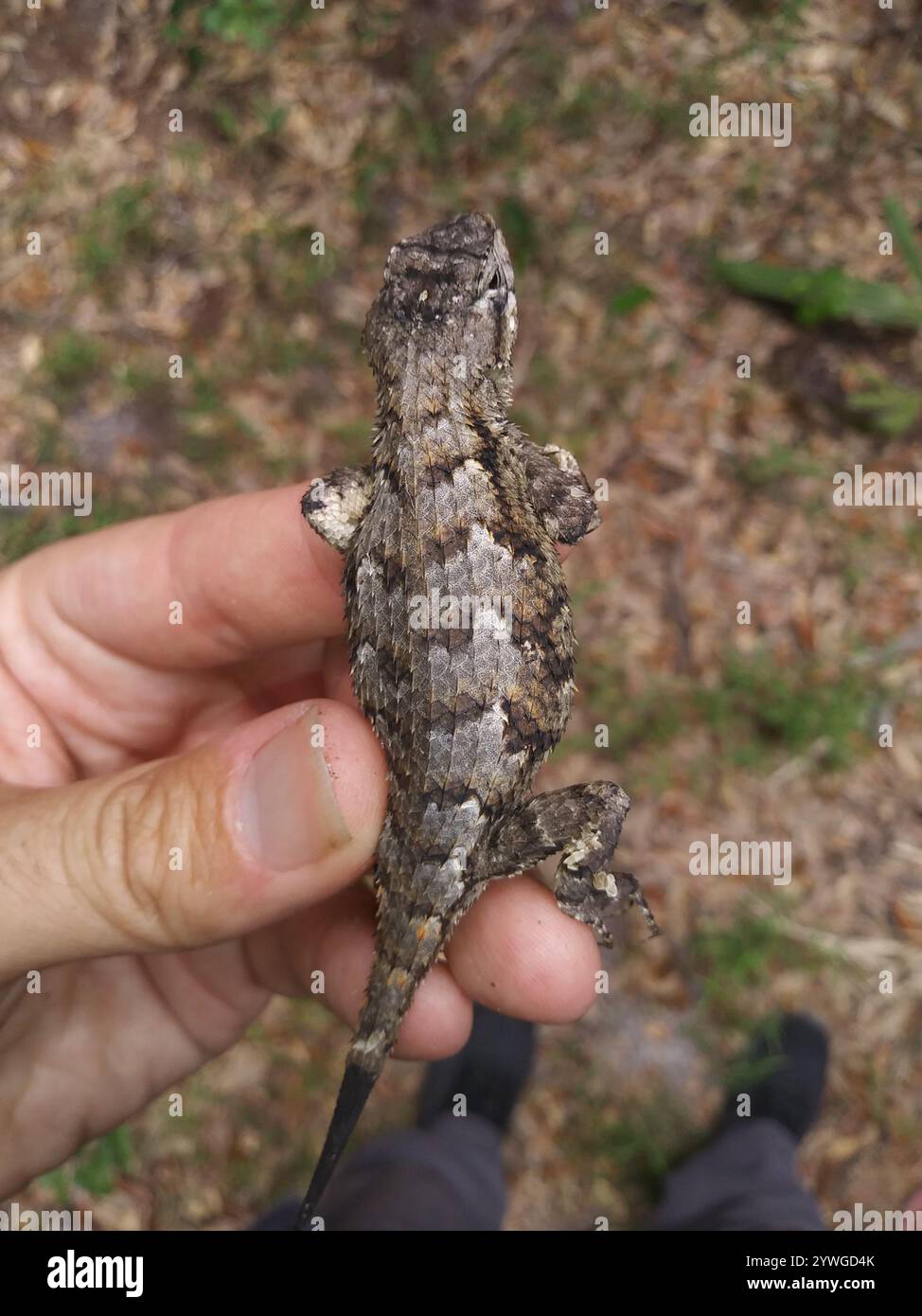 Eastern Fence Lizard (Sceloporus undulatus Stock Photo - Alamy