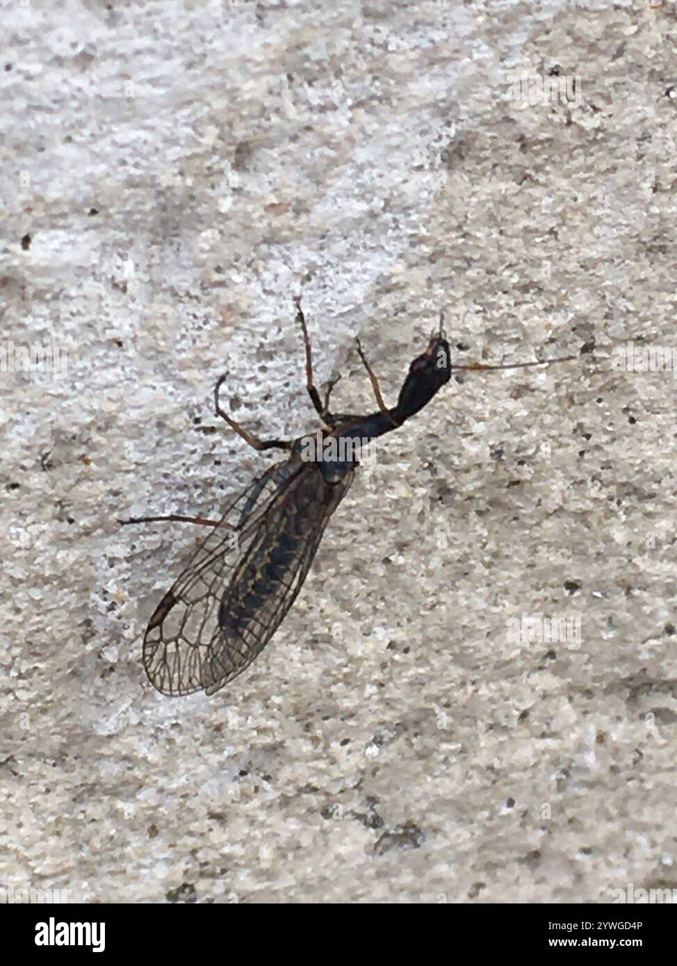 Raphidiid Snakeflies (Raphidiidae Stock Photo - Alamy