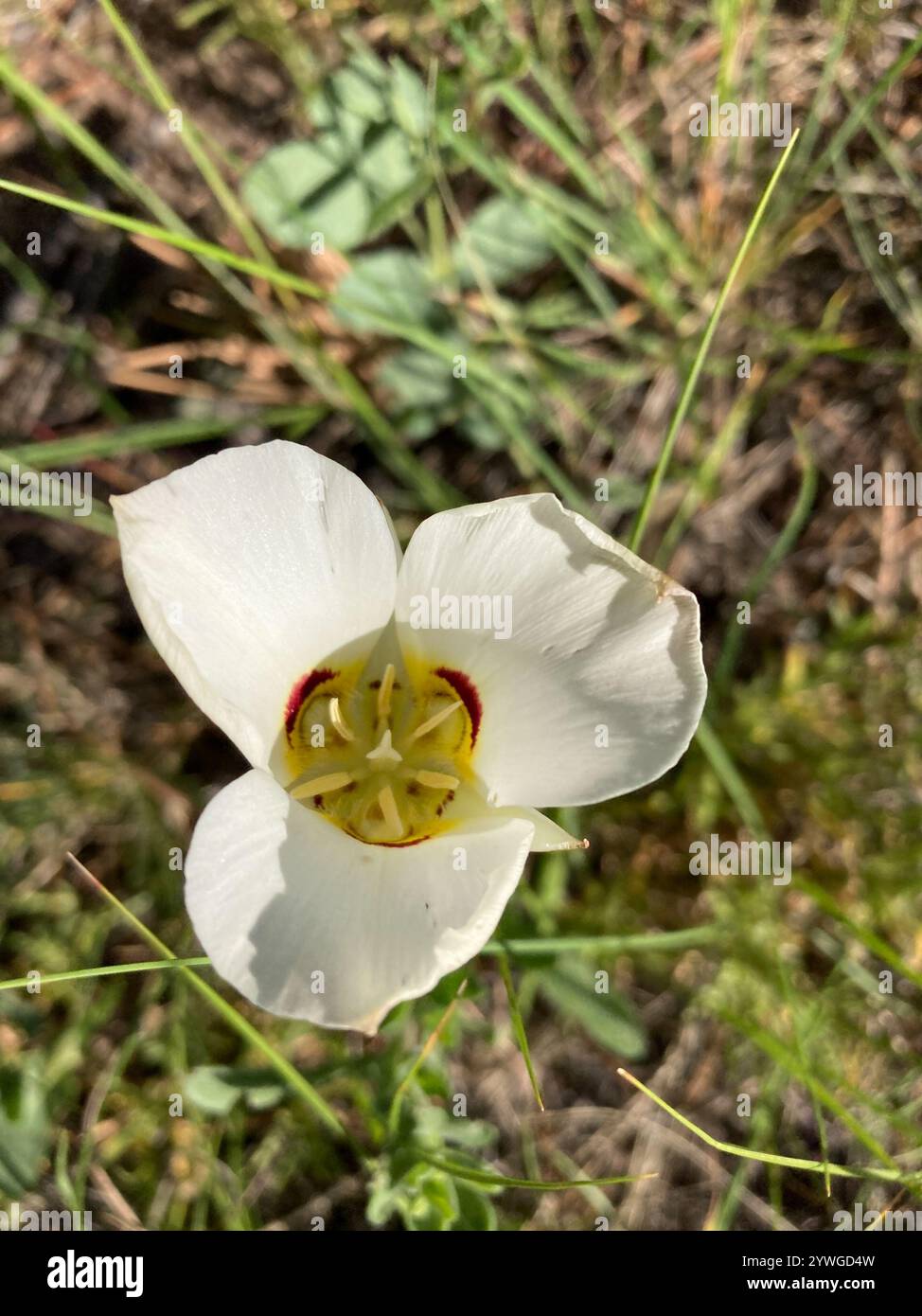 Sego lily calochortus nuttallii hi-res stock photography and images - Alamy