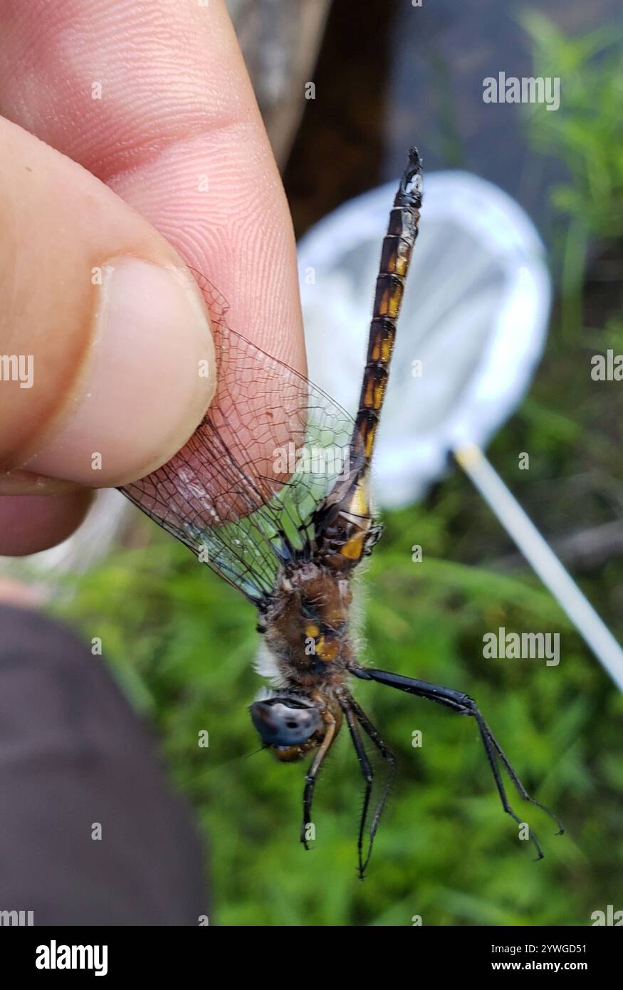 Spiny Baskettail (Epitheca spinigera Stock Photo - Alamy
