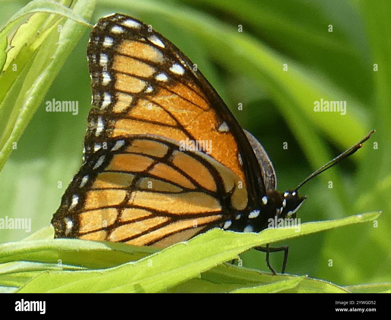Viceroy (Limenitis archippus Stock Photo - Alamy