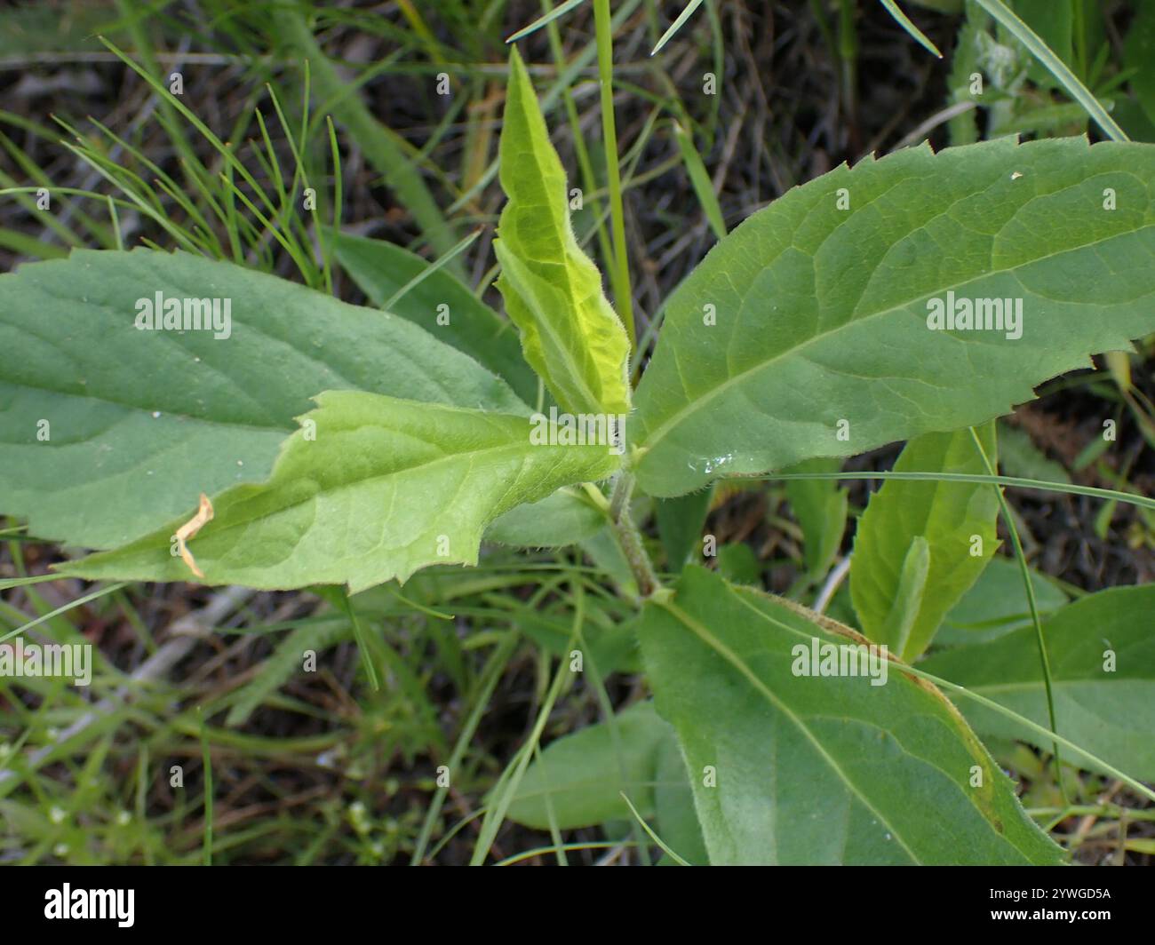 Showy Aster (Eurybia conspicua Stock Photo - Alamy