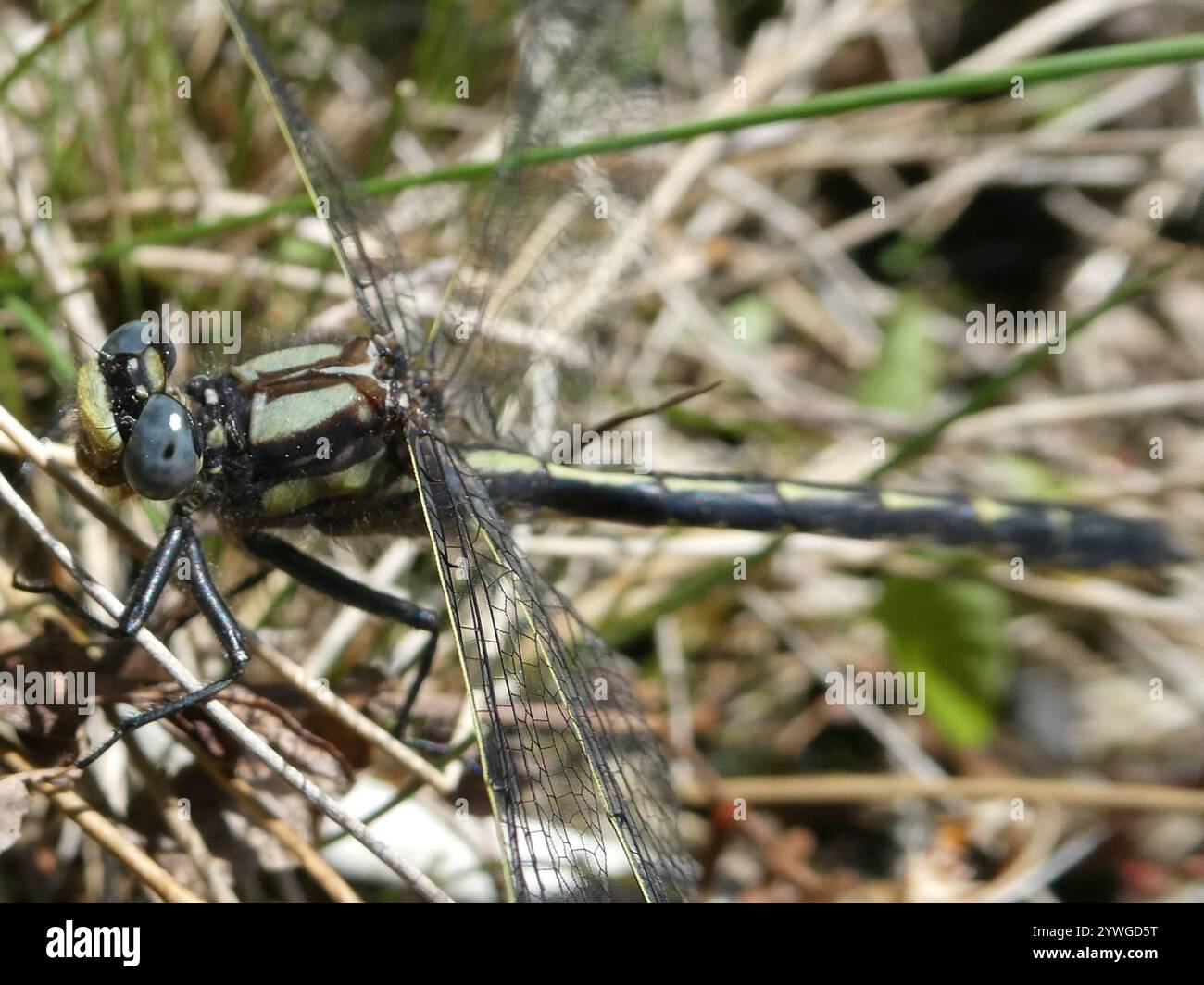 Beaverpond Clubtail (Phanogomphus borealis Stock Photo - Alamy