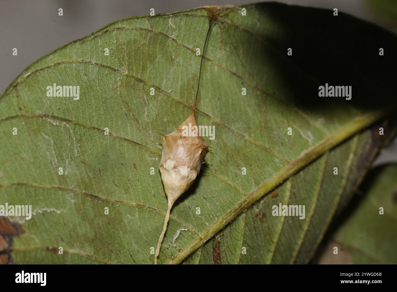 Two-tailed Spiders (Hersiliidae Stock Photo - Alamy