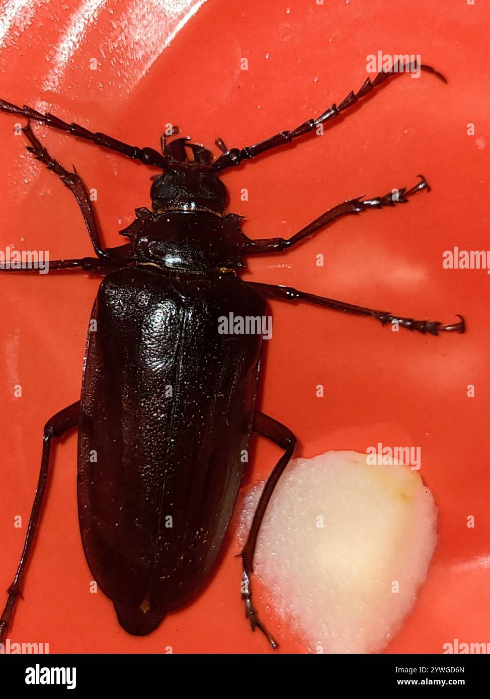 California Root Borer (Prionus californicus Stock Photo - Alamy