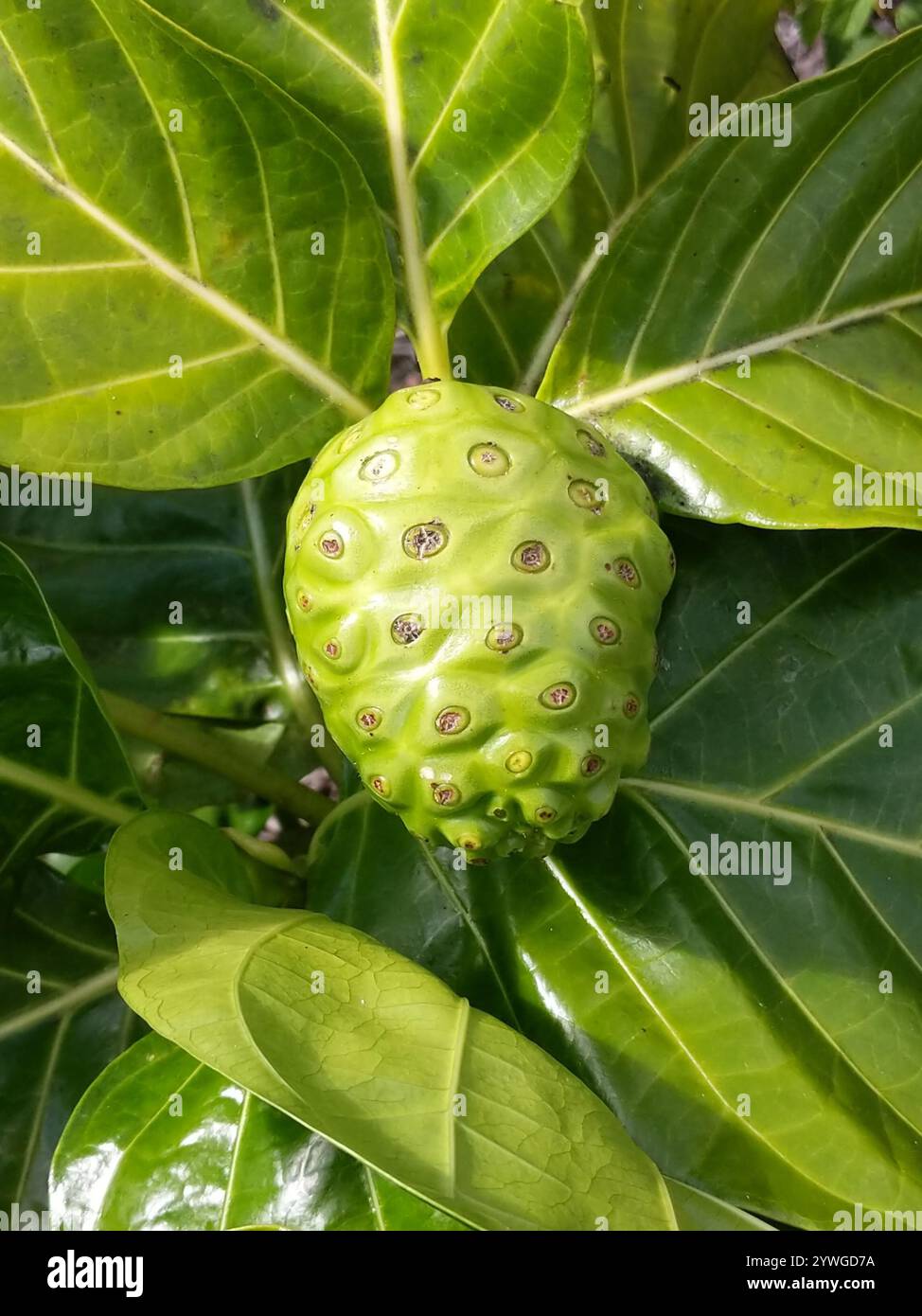 Noni (Morinda citrifolia Stock Photo - Alamy