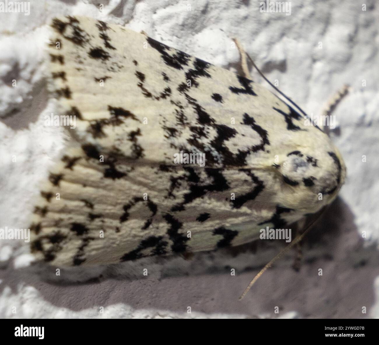 Hebrew Moth (Polygrammate hebraeicum Stock Photo - Alamy