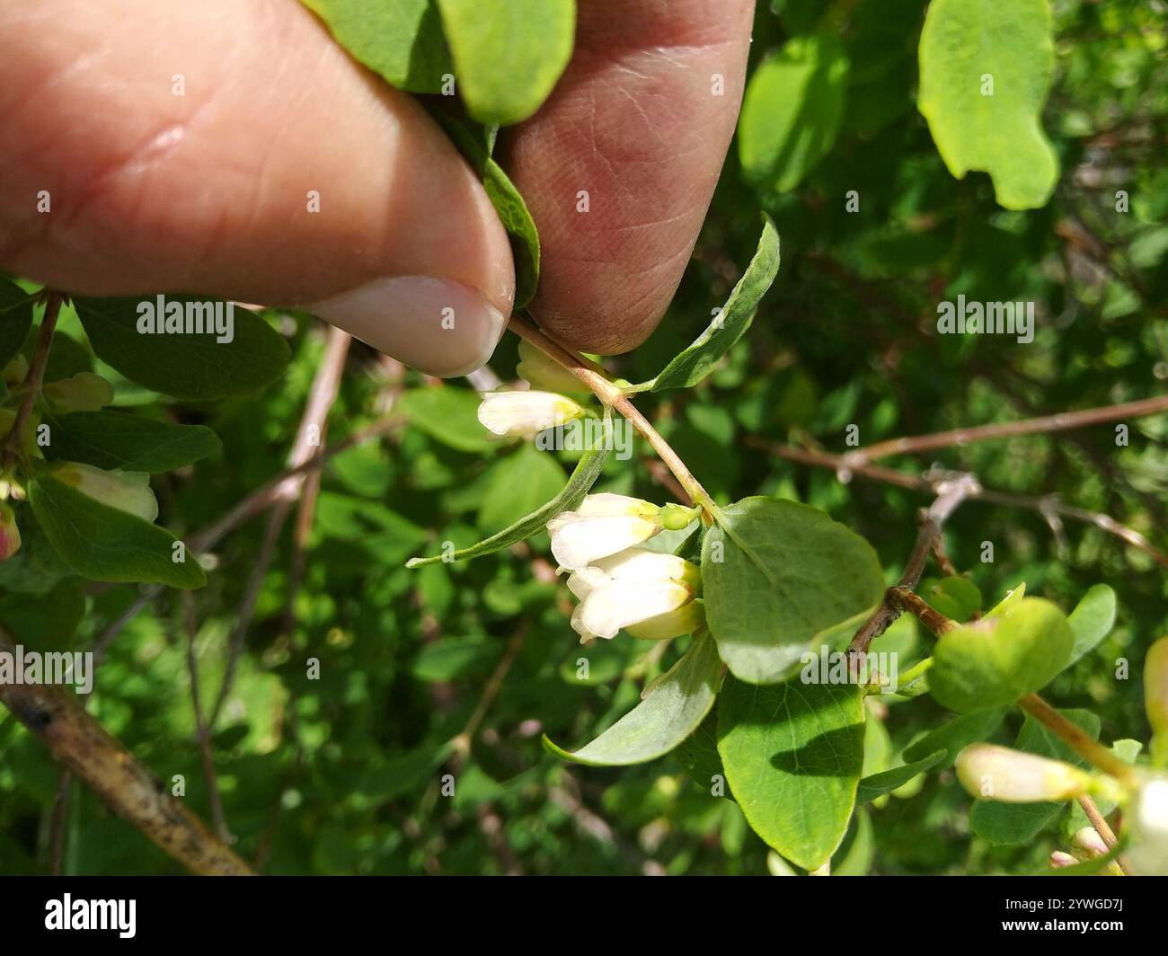 Roundleaf Snowberry (Symphoricarpos rotundifolius Stock Photo - Alamy