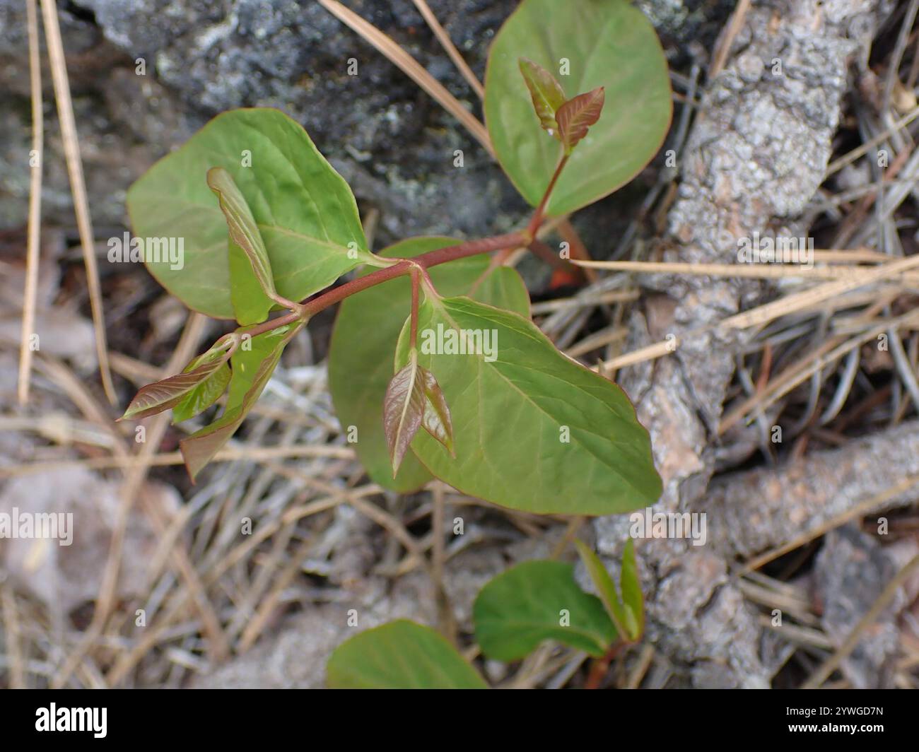 spreading dogbane (Apocynum androsaemifolium Stock Photo - Alamy