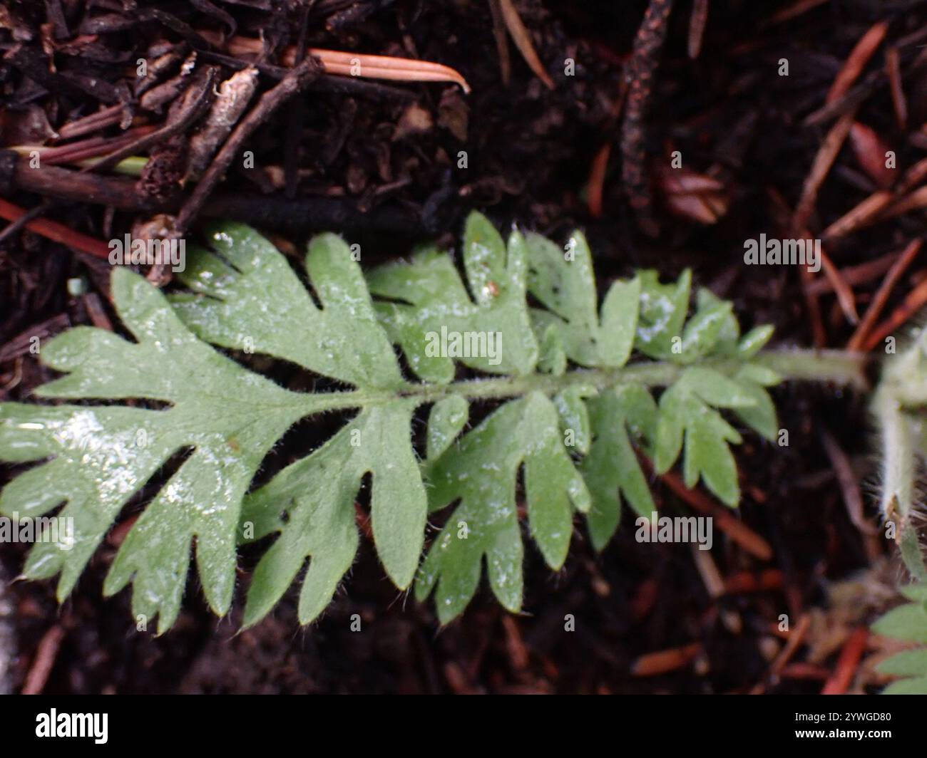 prairie smoke (Geum triflorum Stock Photo - Alamy