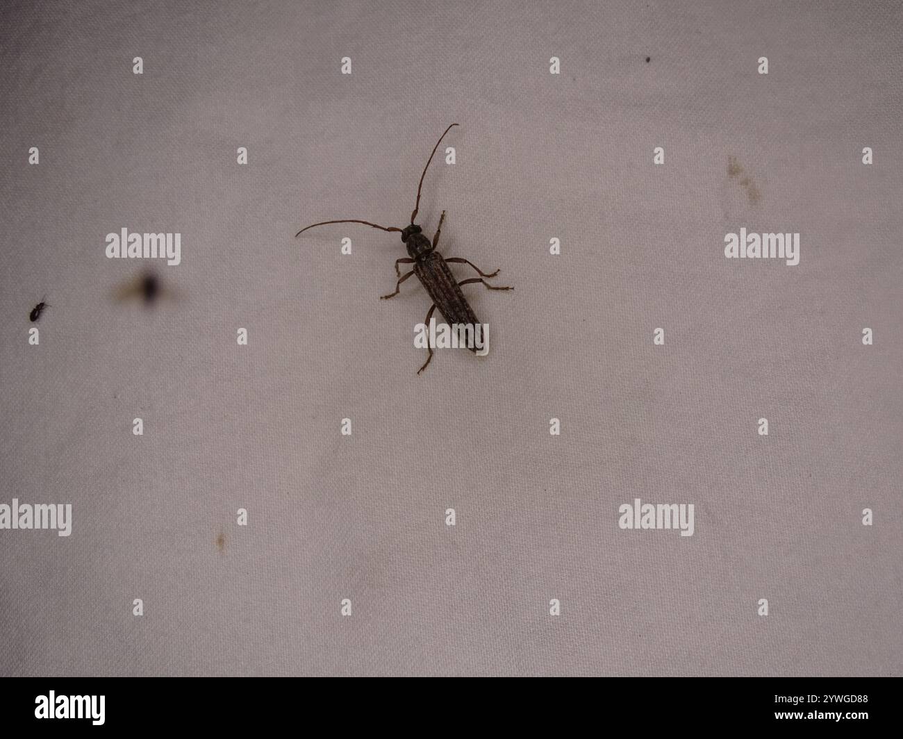 Twig Pruner (Anelaphus villosus Stock Photo - Alamy