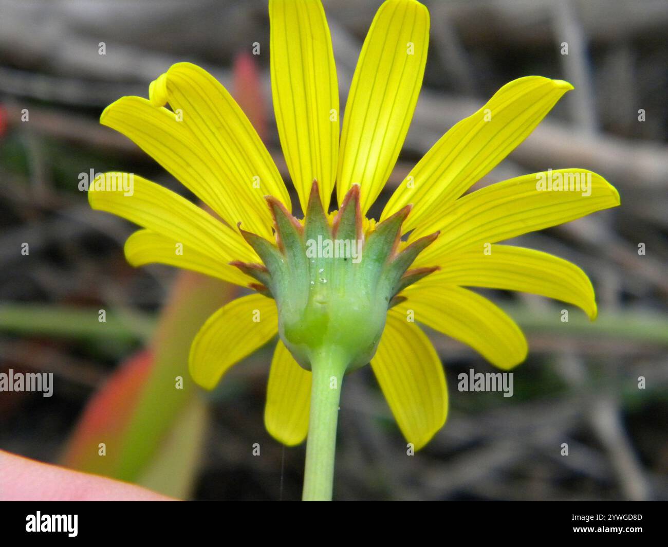 Bulbous Babooncabbage (Othonna bulbosa Stock Photo - Alamy