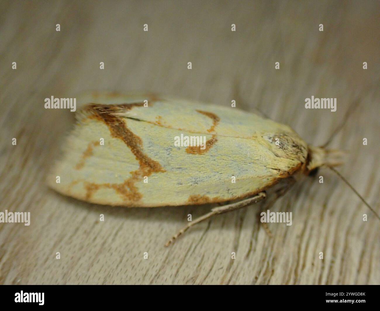 Common Yellow Conch (Agapeta hamana Stock Photo - Alamy