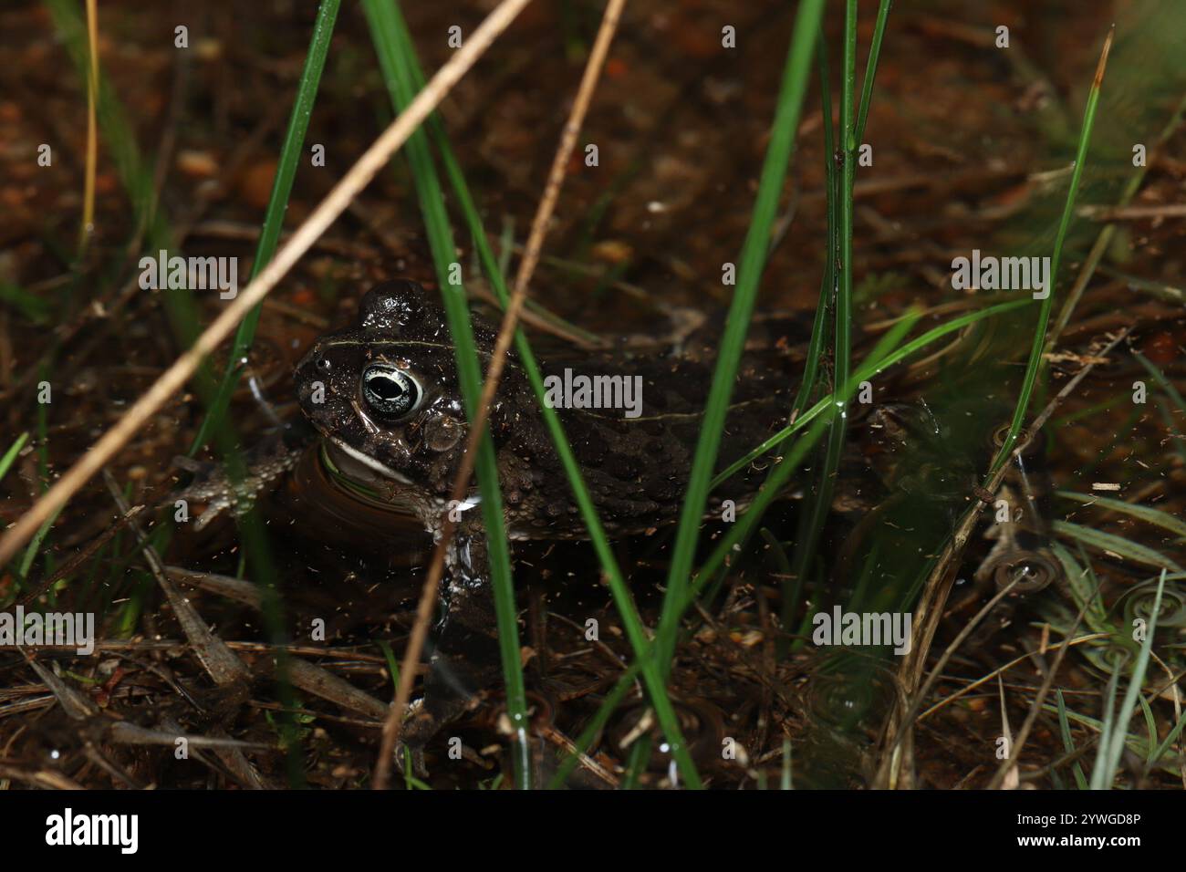 Sand Toad (Vandijkophrynus angusticeps Stock Photo - Alamy