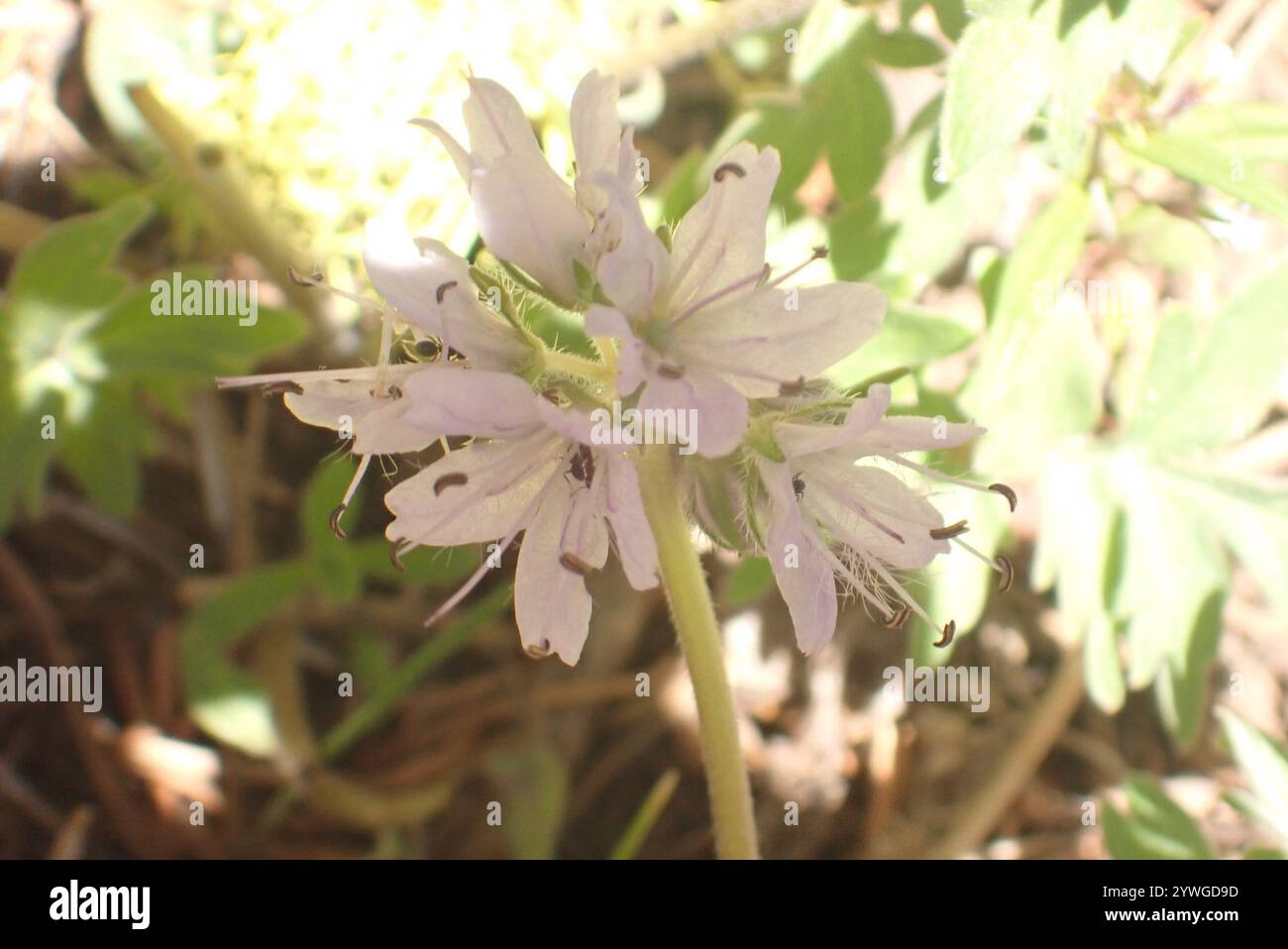 western waterleaf (Hydrophyllum occidentale Stock Photo - Alamy