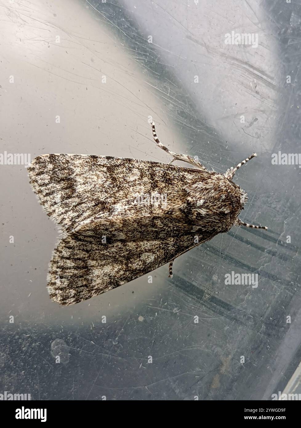 Poplar Grey (Acronicta megacephala Stock Photo - Alamy