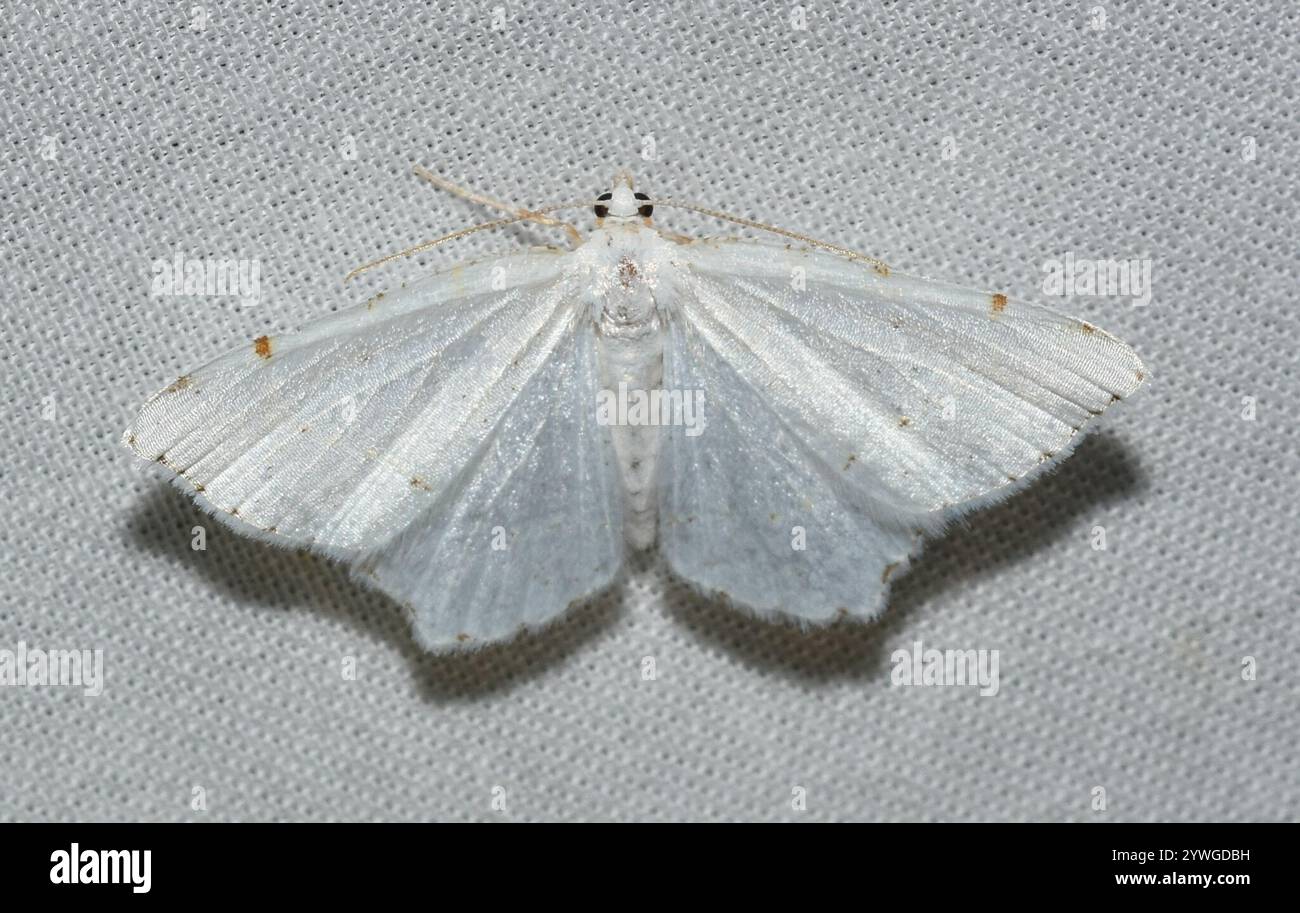 Lesser Maple Spanworm Moth (Macaria pustularia Stock Photo - Alamy