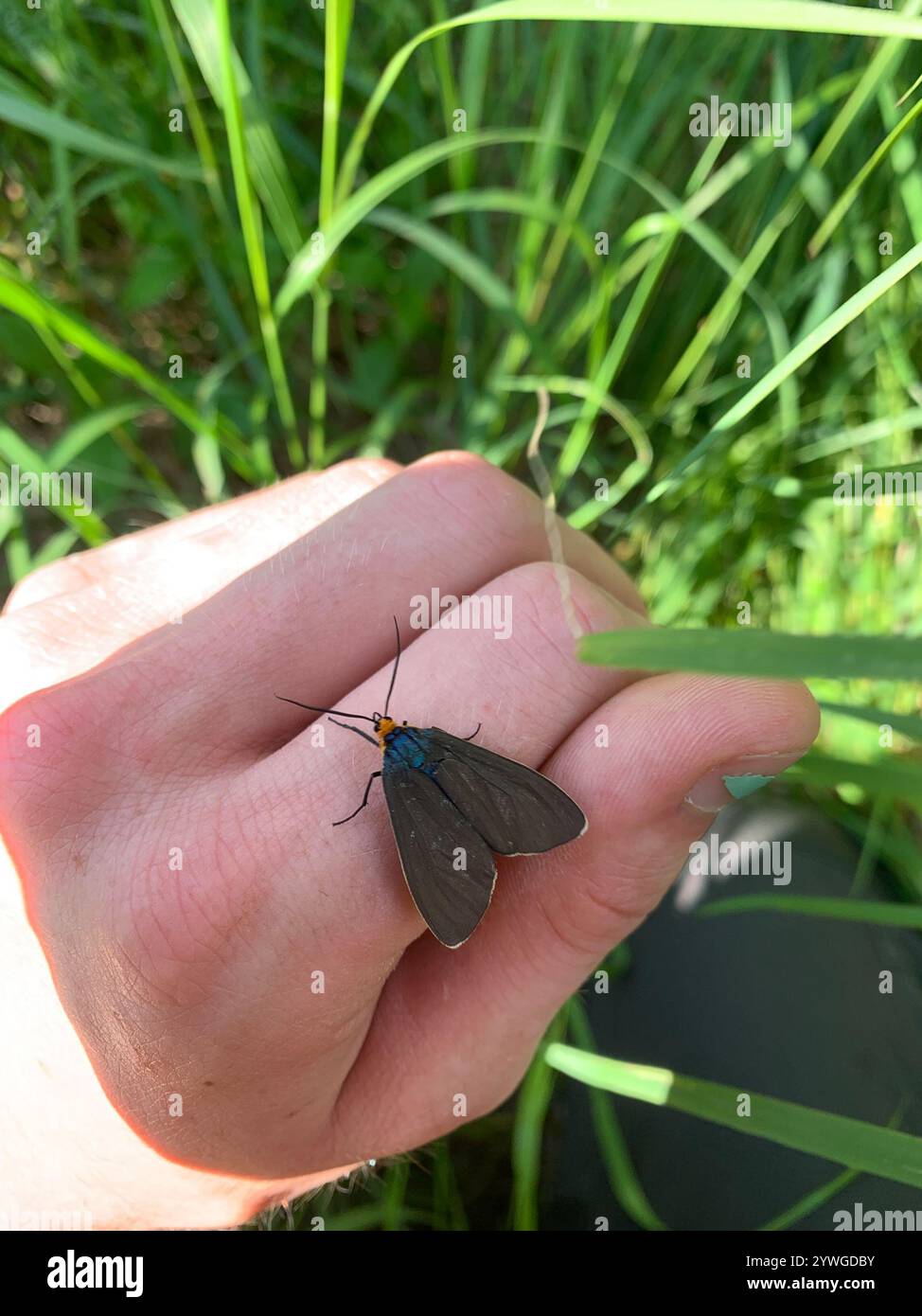 Virginia Ctenucha Moth (Ctenucha virginica Stock Photo - Alamy