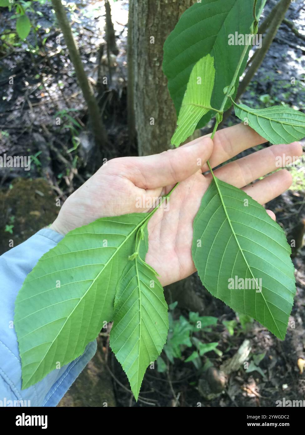 smooth alder (Alnus serrulata Stock Photo - Alamy