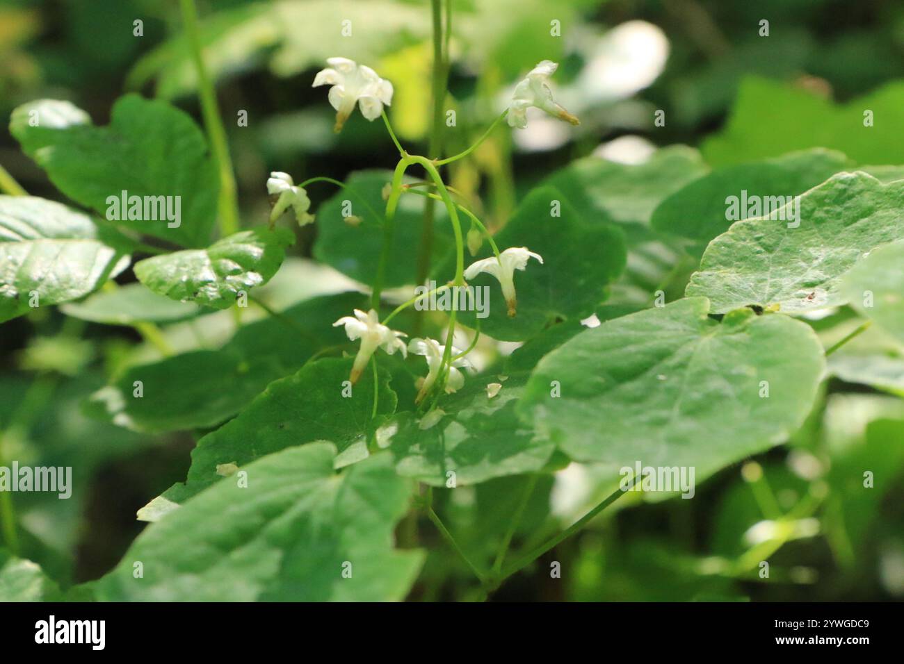 White Inside-out Flower (Vancouveria hexandra Stock Photo - Alamy