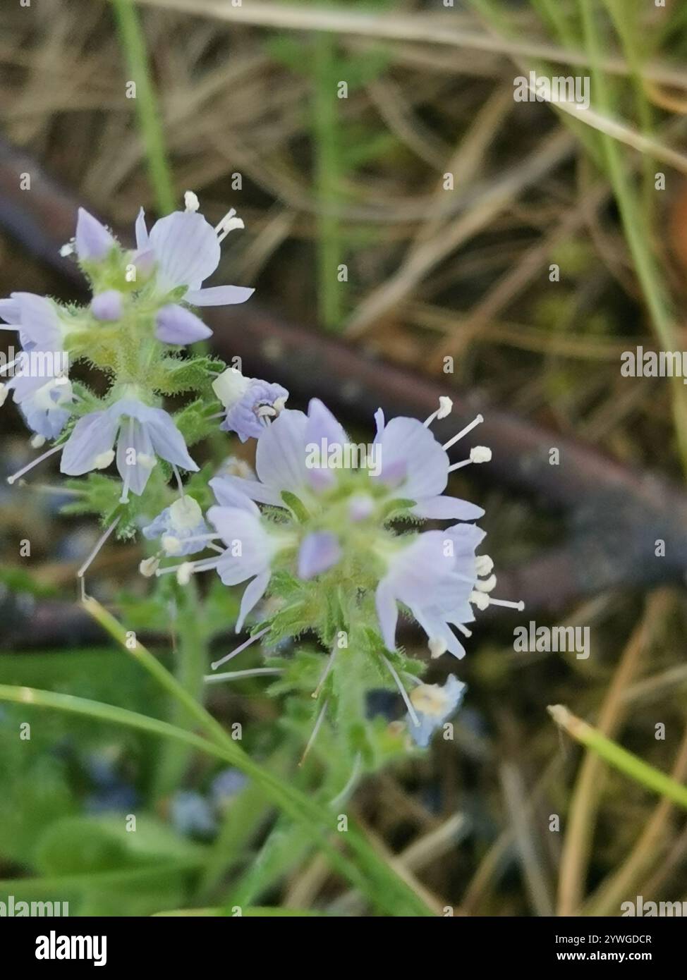 heath speedwell (Veronica officinalis Stock Photo - Alamy