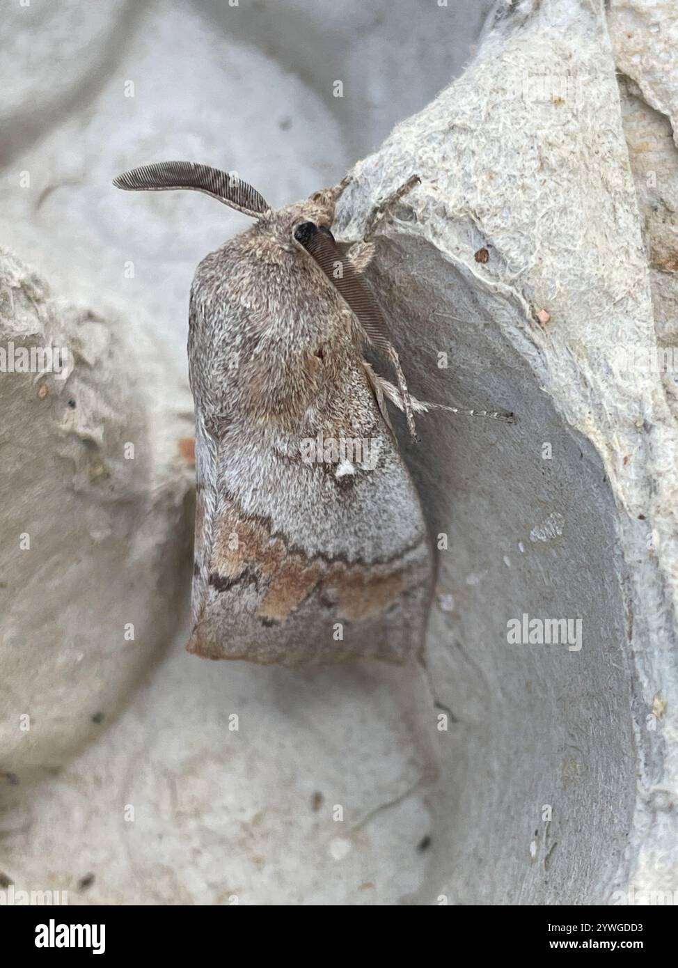 Pine-tree Lappet (Dendrolimus pini Stock Photo - Alamy