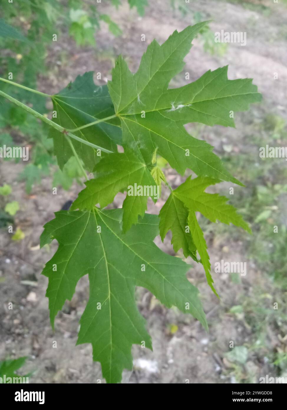 silver maple (Acer saccharinum Stock Photo - Alamy