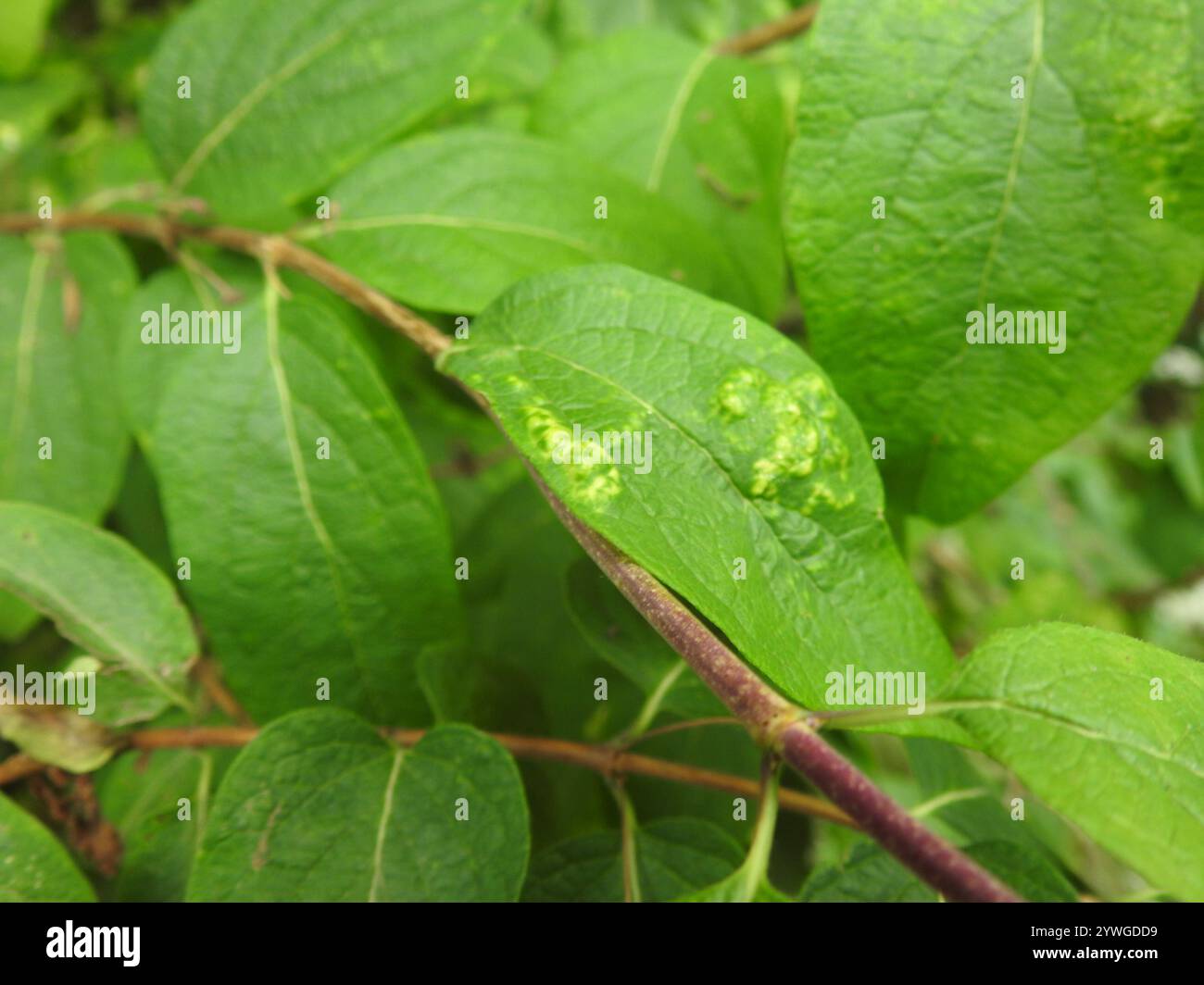 Honeysuckle-grass Aphid (Rhopalomyzus lonicerae Stock Photo - Alamy